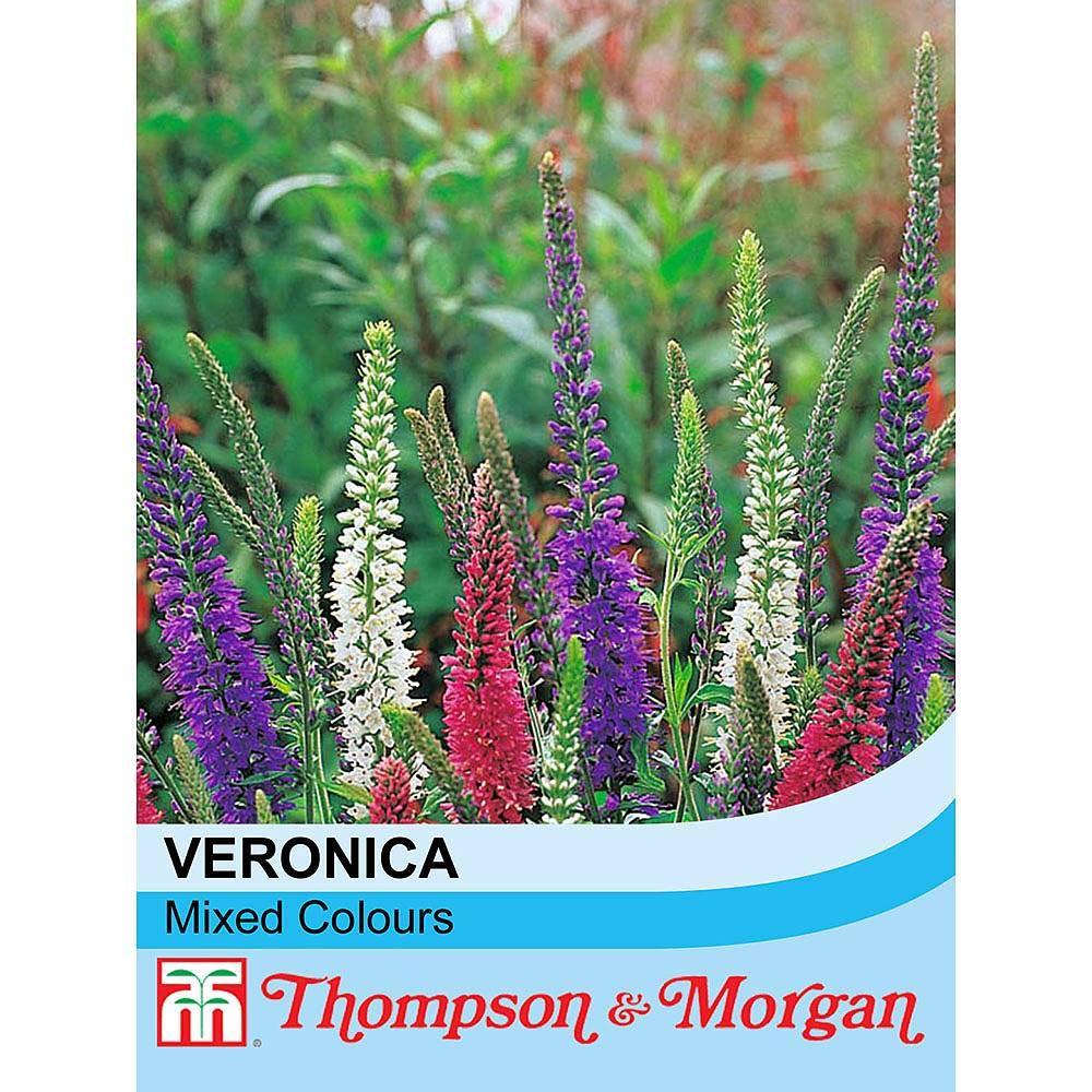 Veronica (Mixed Colours) (Speedwell) 1 Packet (40 Seeds) : Amazon.co.uk ...