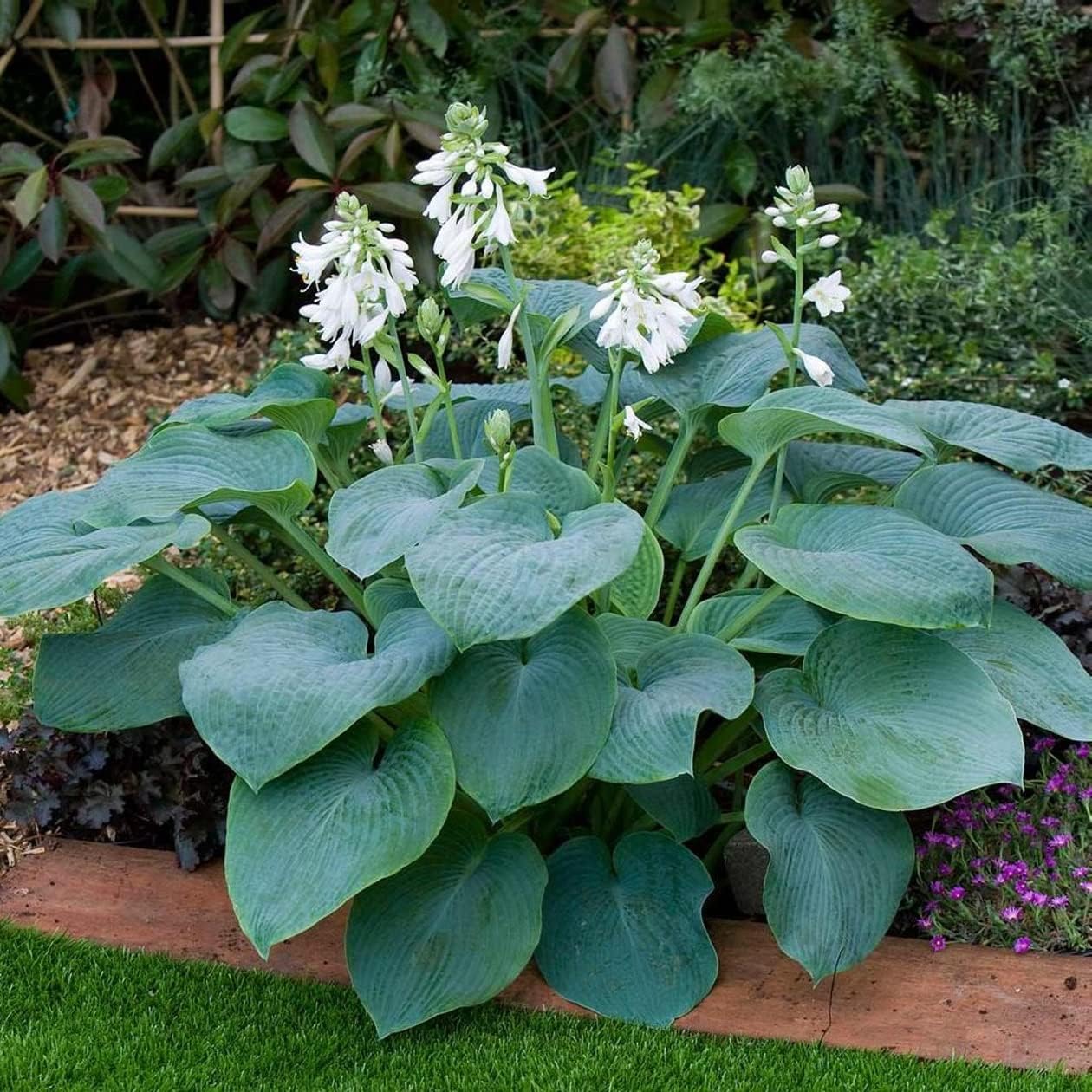 Amazon.com : Votaniki Bressingham Blue Hosta Root Rhizome - Perennial ...