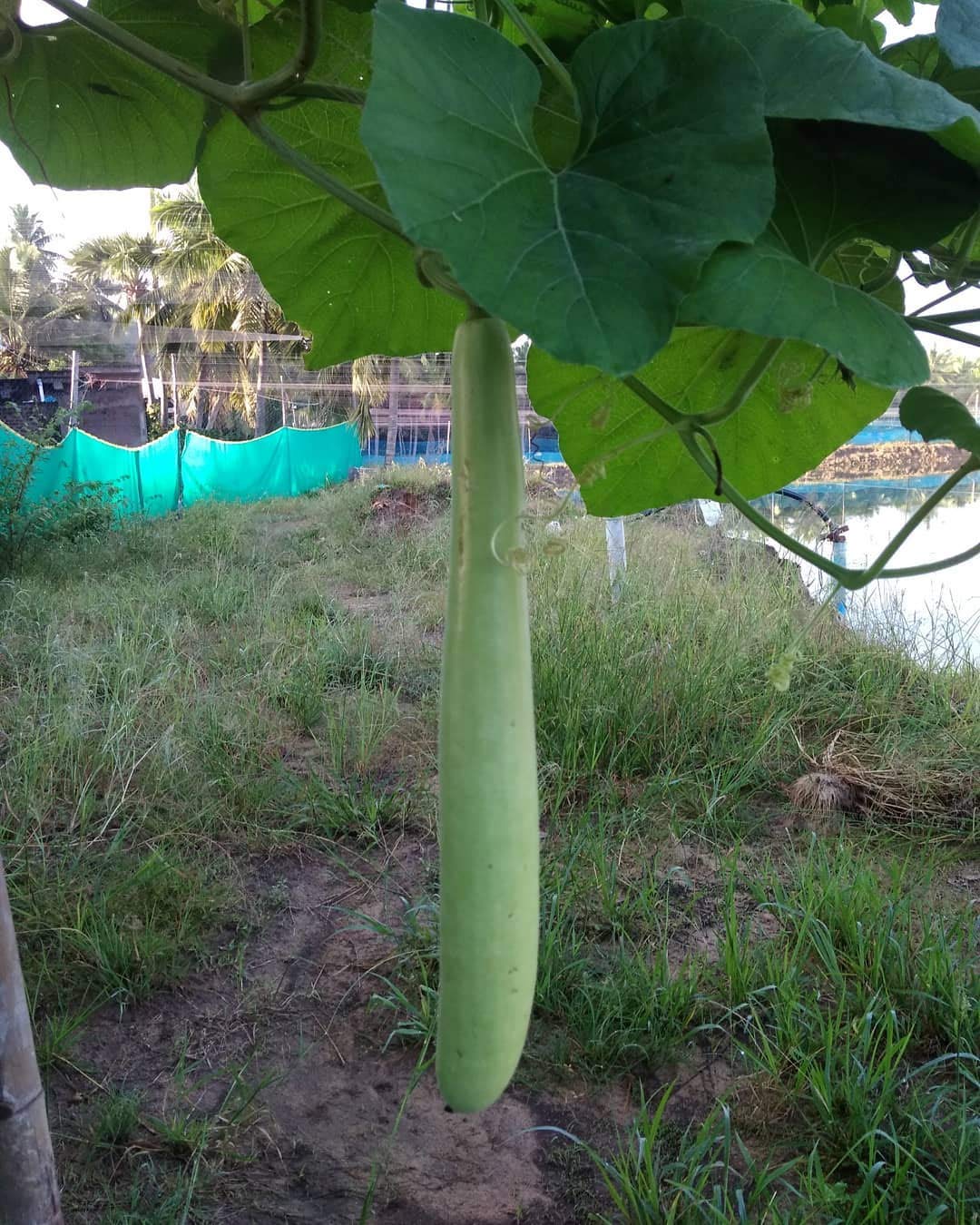 FLARE SEEDS Bottle Gourd Lauki Vegetable pack of 20 Seeds : Amazon.in ...