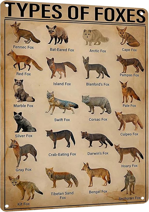 Amazon.com: HYBLOM Vintage Types Of Foxes Metal Tin Sign - Educational ...