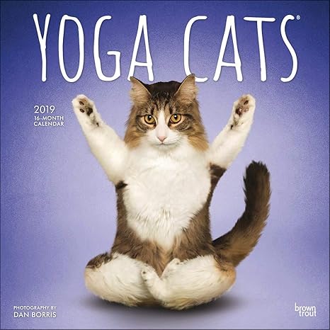 Yoga Cats 2019 Square Wall Calendar : BrownTrout: Amazon.co.uk ...