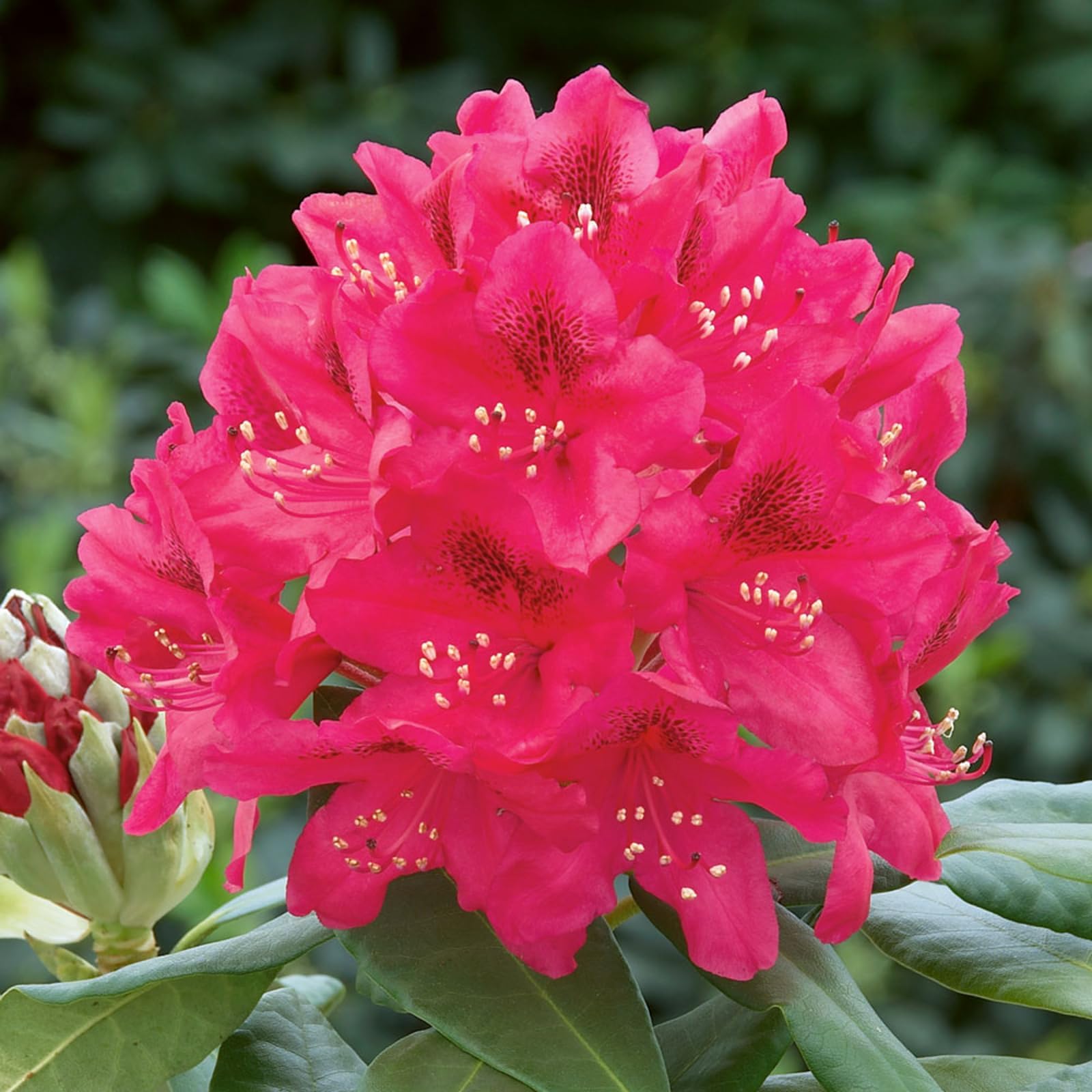 Rhododendron Ramapo Ericaceae - 1 Plant - Live Outdoor Shrub in 9cm Pot ...