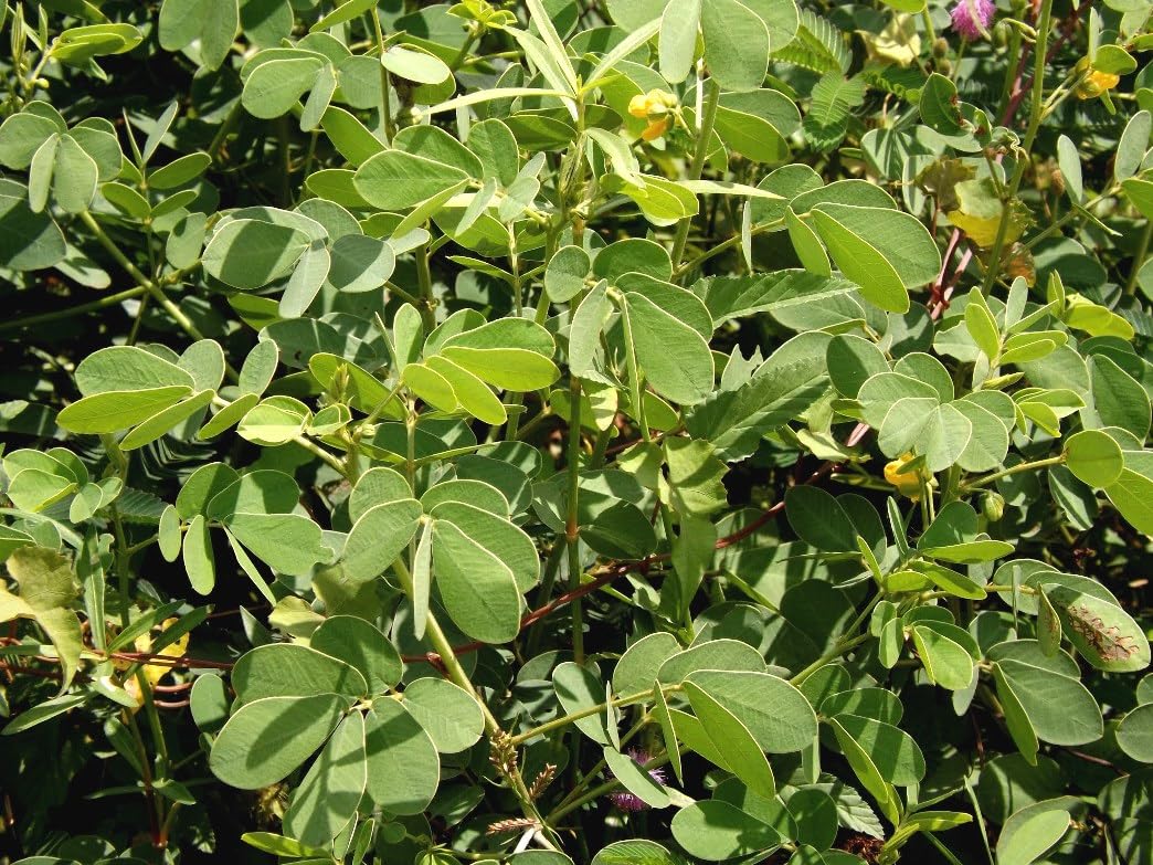 Plantzoin Sicklepod Panwar Senna tora Chakunda Live Plant : Amazon.in ...