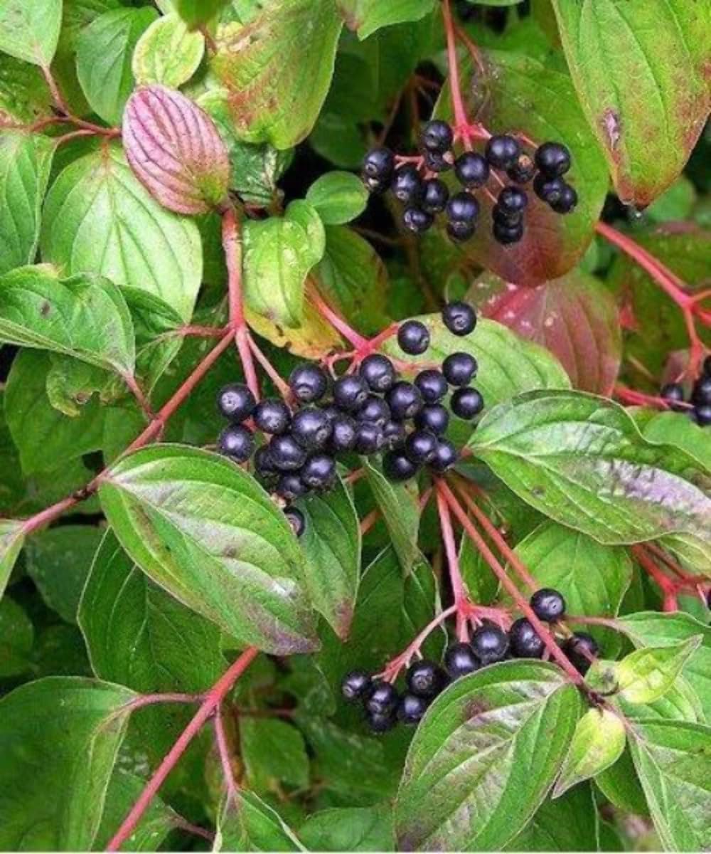 Dogwood - Cornus sanguinea (Hedging/Shrubs/Seedlings) : Amazon.co.uk ...