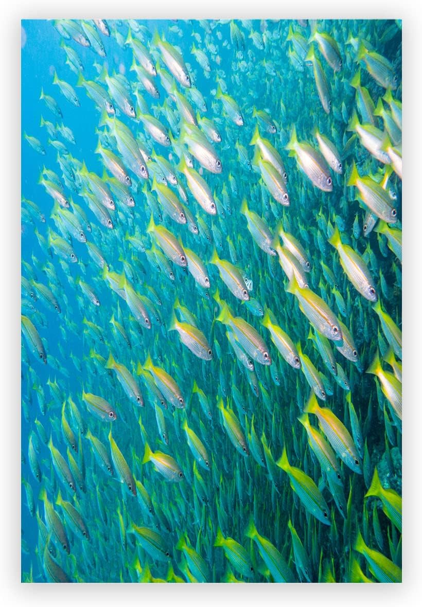 Amazon.com: GRETIFY Fish Canvas Wall Art Poster Shoal Of Bigeye Snapper ...
