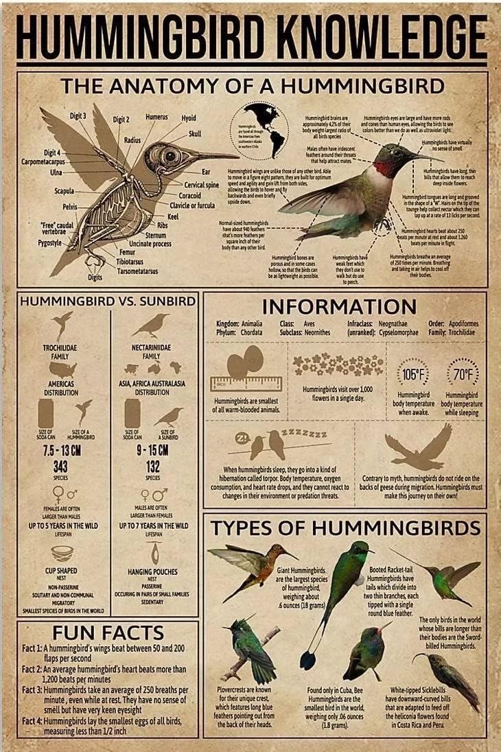 Lienzo decorativo para pared, póster de conocimiento de colibrí, la ...