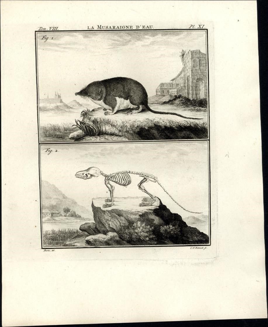 Amazon.com: Water Shrew w/ its skeleton 1770's Animal engraved antique ...