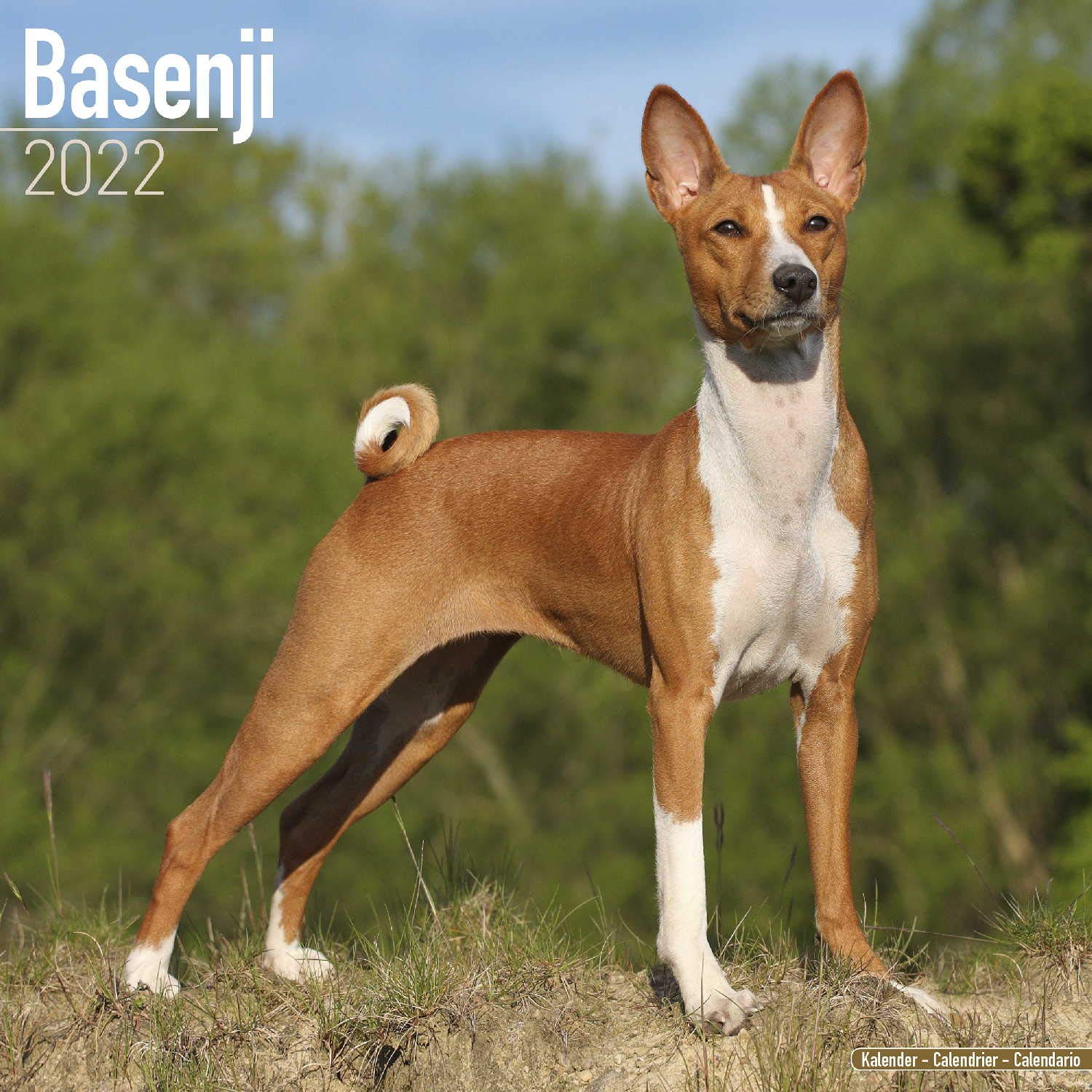 Basenji Calendar - Dog Breed Calendars - 2021 - 2022 wall calendars ...