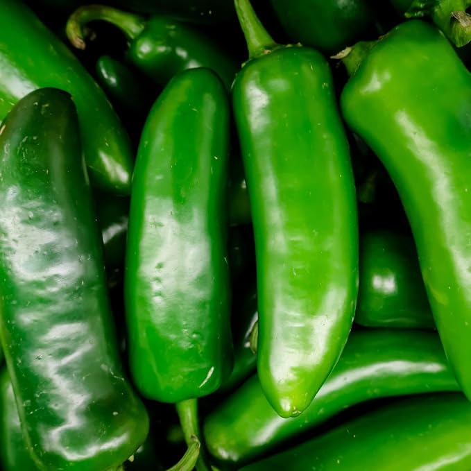 Amazon.com : Clovers Garden Jalapeno Megatron Pepper Plants– Two (2 ...