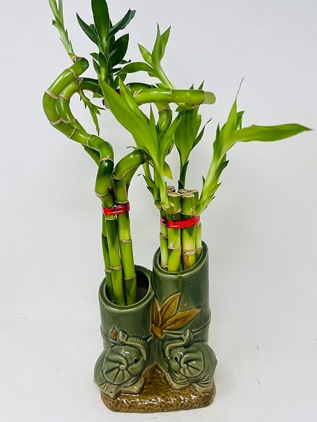 Amazon.com: Jmbamboo - Live 10style Lucky Bamboo Plant Arrangement with ...