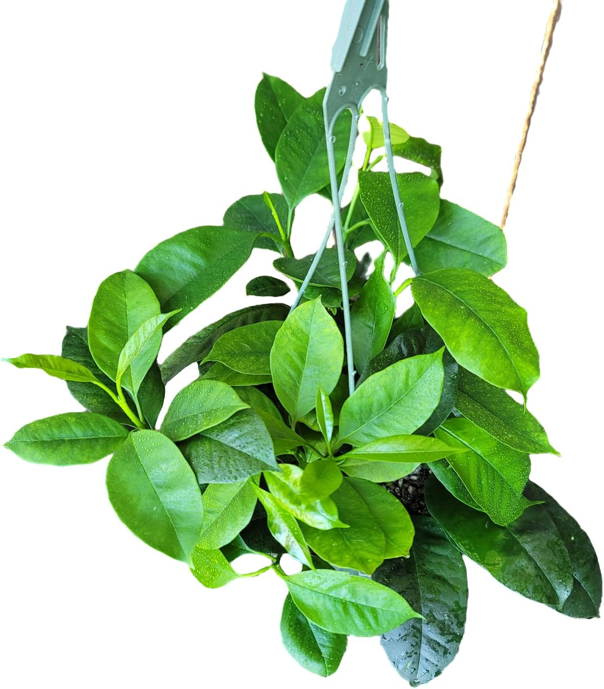 Amazon.com : Hoya Shooting Star - Hoya Multiflora - Hoya Plants Live ...