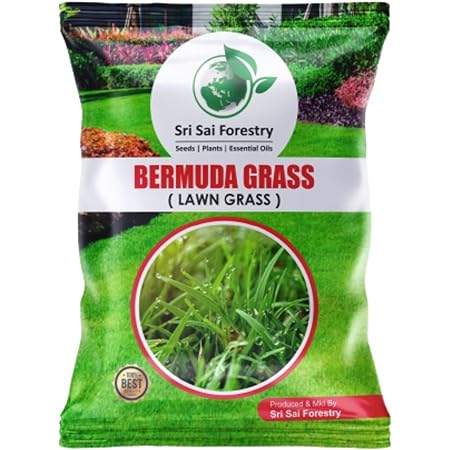 Bermuda Grass Seeds for Lawn, Home Garden Grass Seed - Pack of 3000 ...