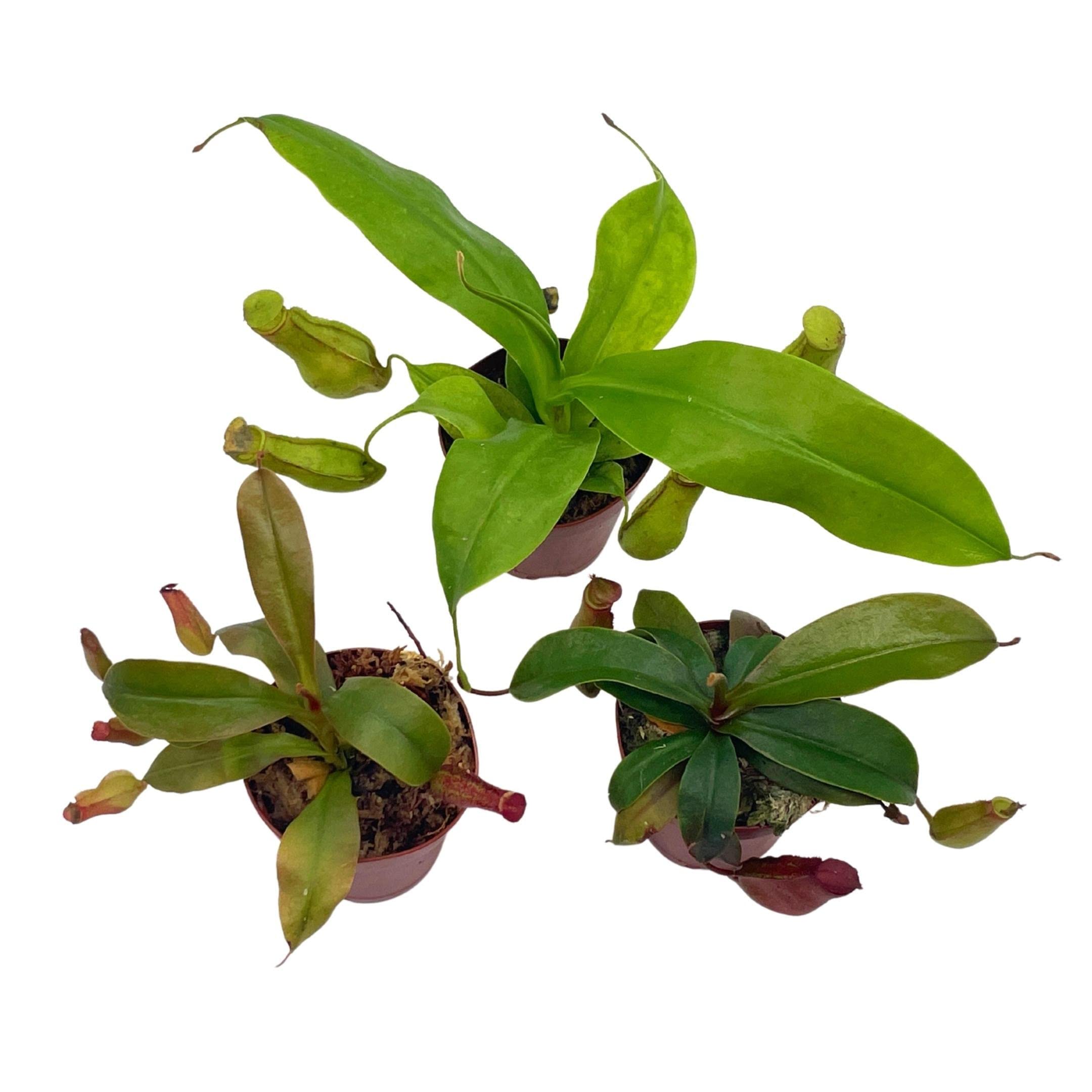 Amazon.com : BubbleBlooms Winged Pitcher Carnivorous Pitcher Plant ...