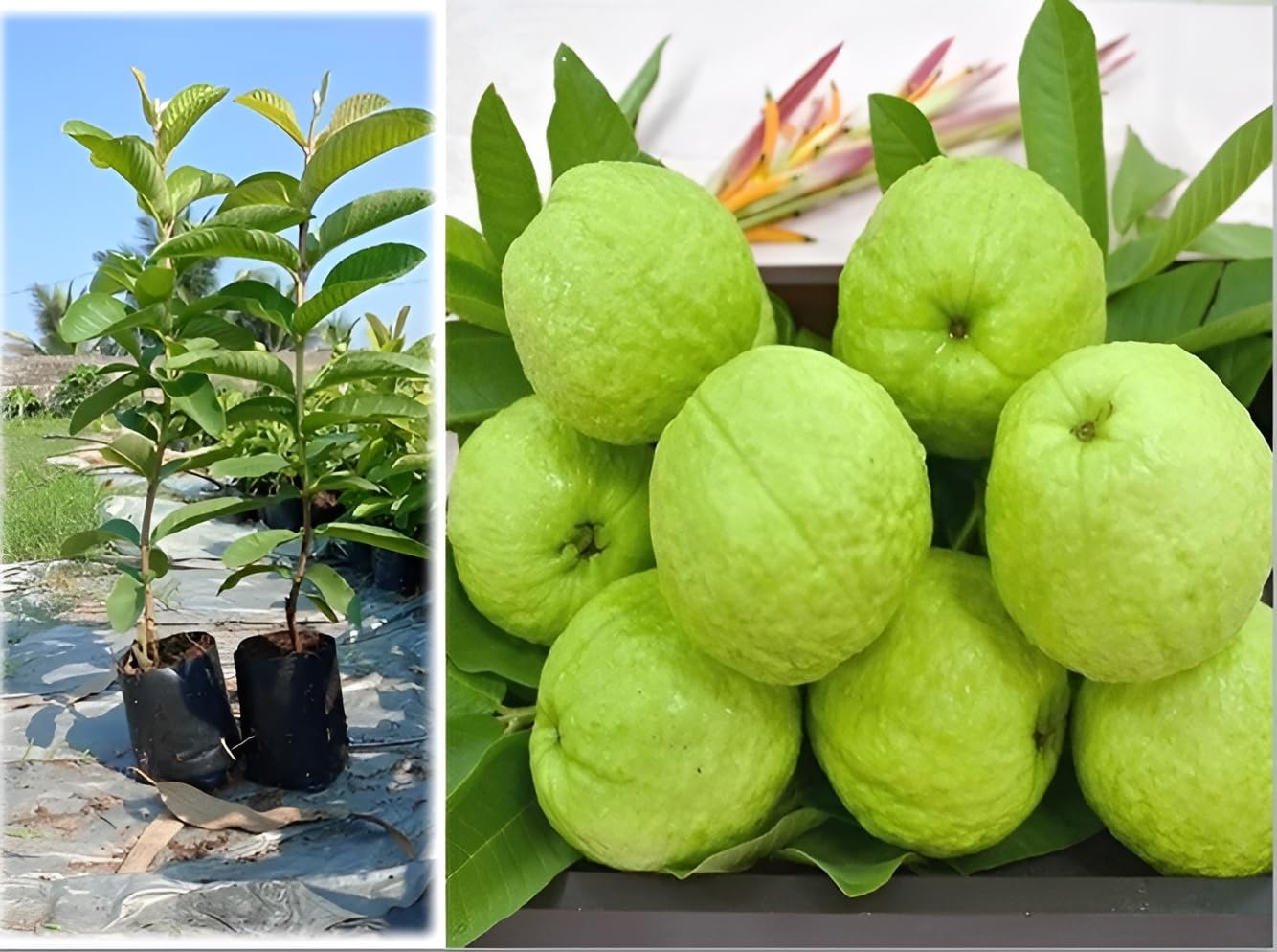 Oxiflora Combo 2 Original Taiwan Guava Plant Grafted (2-3 Ft Height ...
