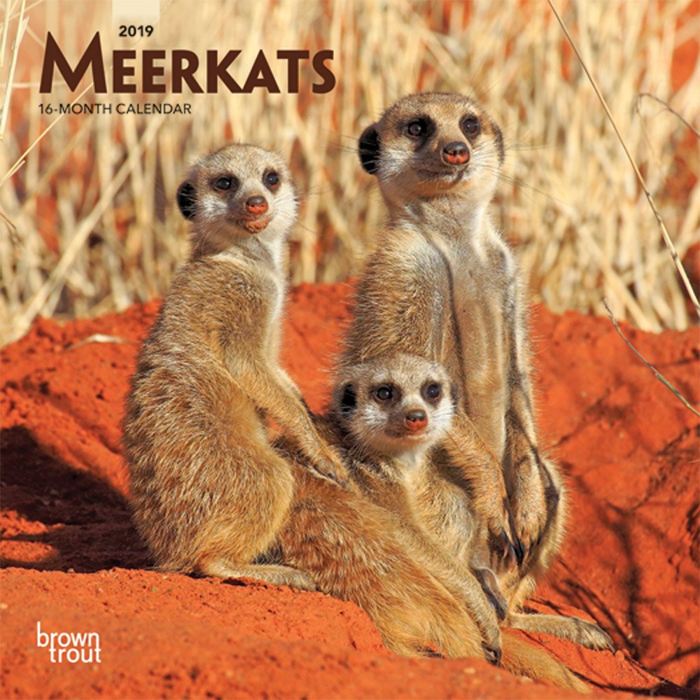 Meerkats 2019 Calendar: Browntrout Publishers, Inc.: 9781975403645 ...