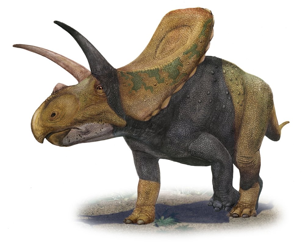 Jurassic Park Torosaurus