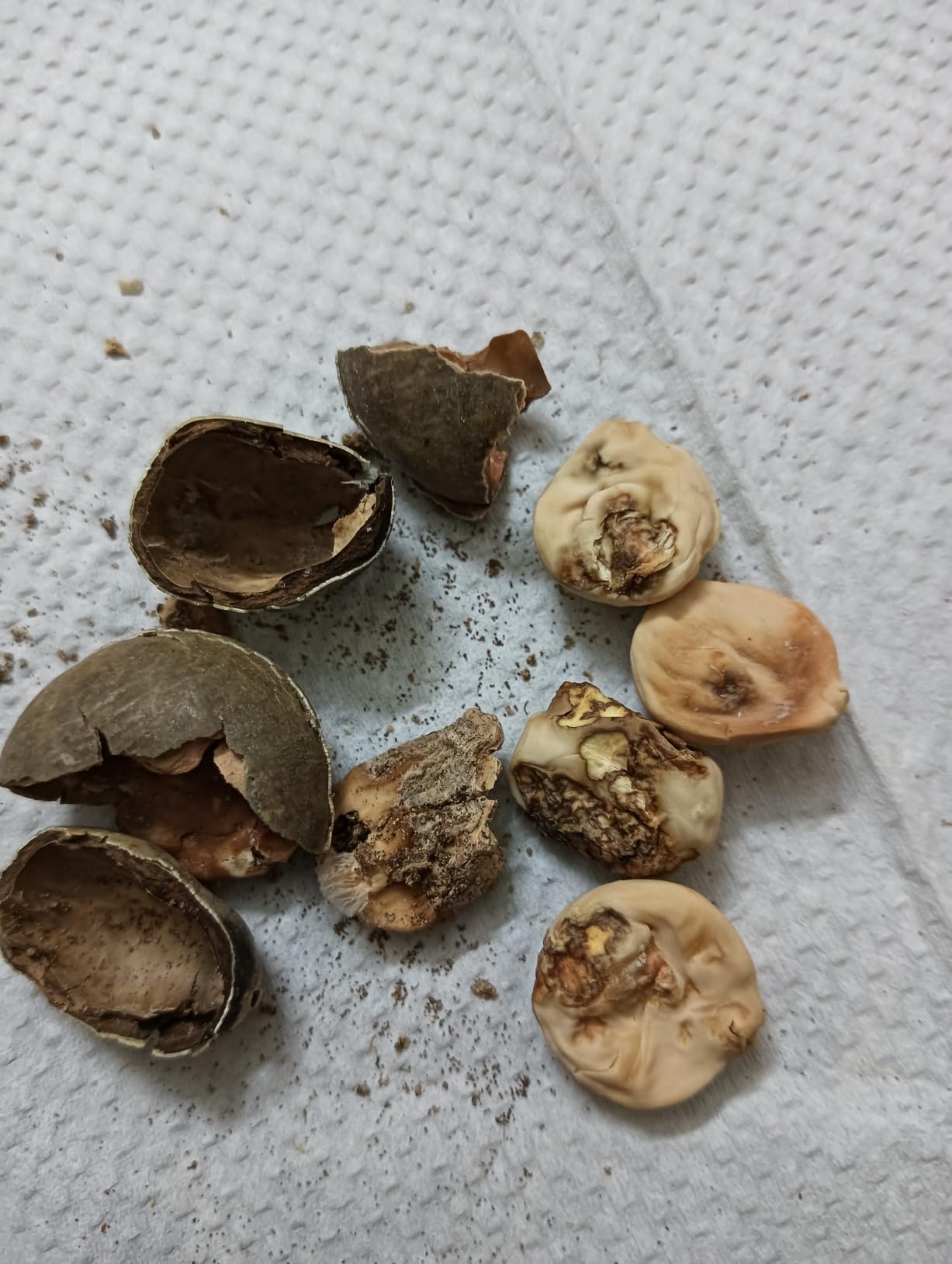 SPS MARKETING Kalarchikai | Gajga | Fever Nut | Kalarchikai ...