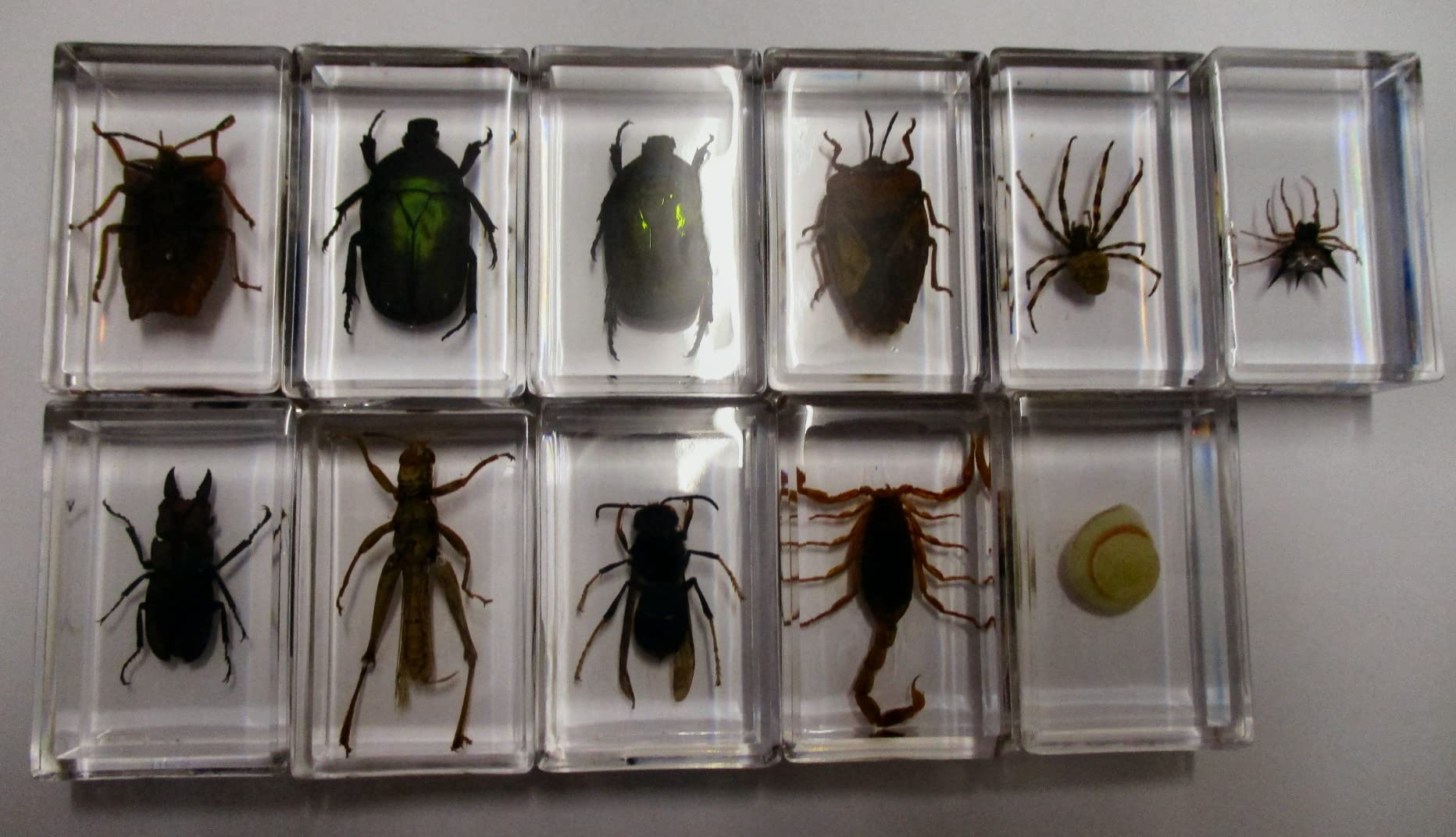 BALINS 11 Pack insect specimen transparent resin spider autumn beetle ...