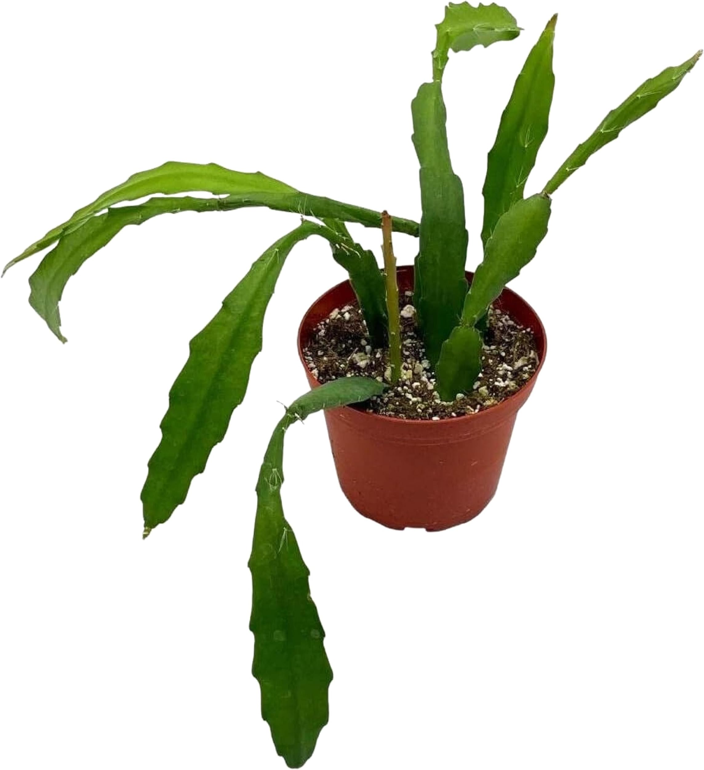 Amazon.com : Spice Cactus Plant - Rhipsalis salicornioides - 2.5" Pot ...