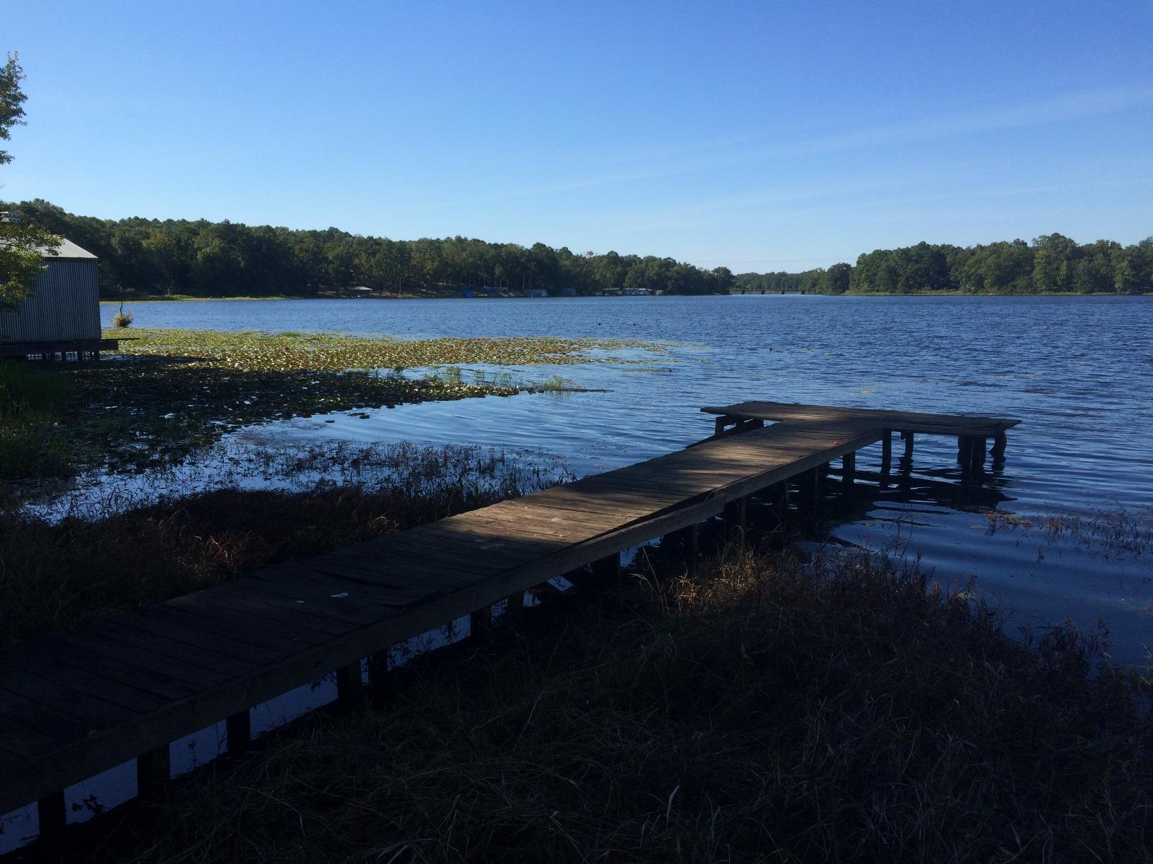Amazon.com : Dow AgroSciences Rodeo Herbicide; Brush & Plant Control on ...
