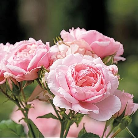 Amazon.com : CHUXAY GARDEN Pink Rose Seed 50 Seeds Rare Rosa Bush Non ...