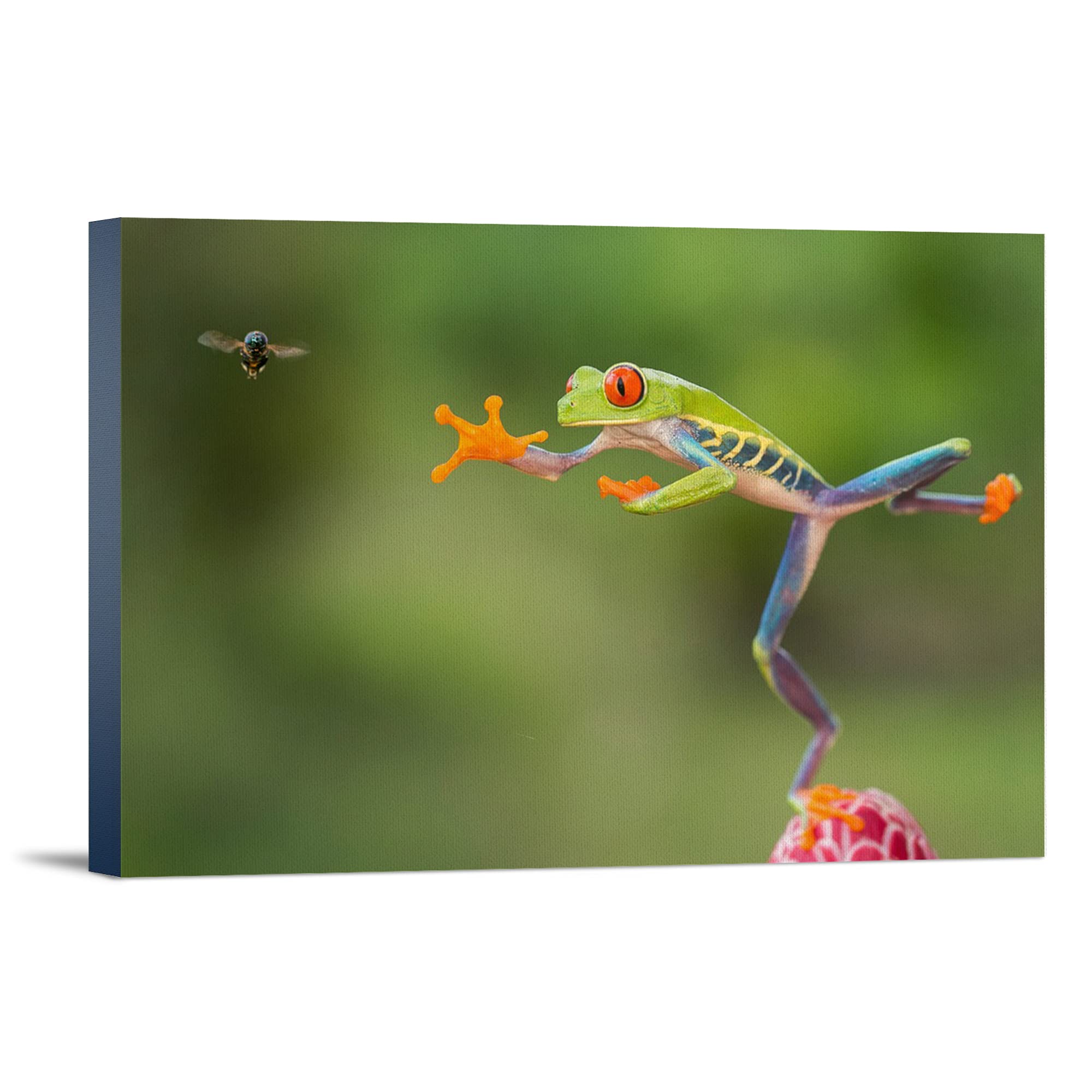 Leaping Tree Frog The Calaveras County Fair & Jumping Frog Jubilee