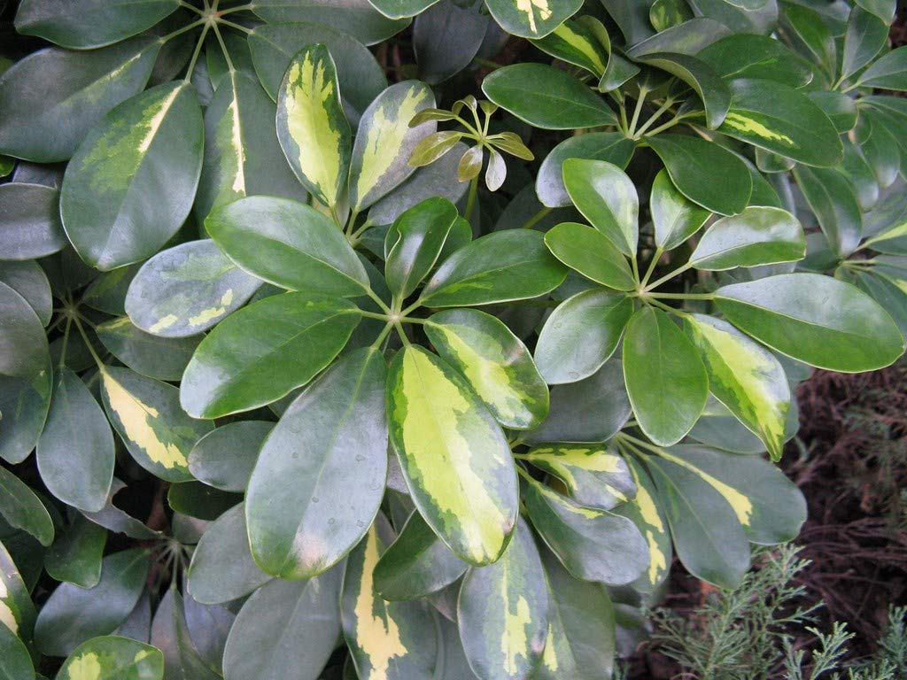 Creative Farmer Garden Live Plant Schefflera Arboricola Hong Kong ...