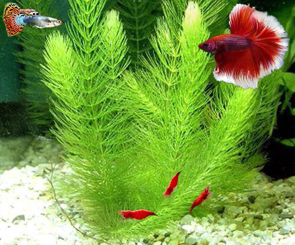 Amazon.com: Hornwort - Young, Healthy, Super Easy Live Aquarium Plant ...