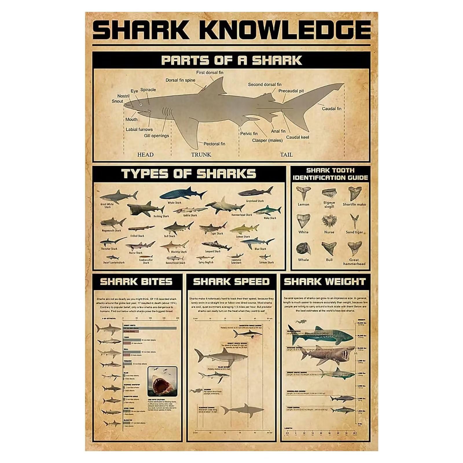 Amazon.com: Parbamll Shark Knowledge Metal Sign Shark Interpretive ...