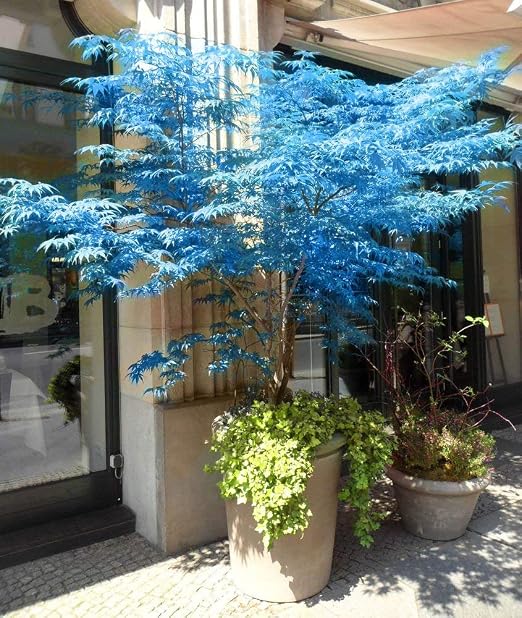 20 bonsai blue maple tree seeds Bonsai tree seeds. rare sky blue ...