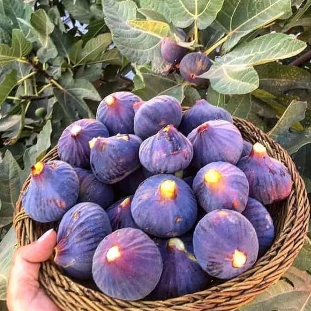 Amazon.com: [504+] Fig Seeds for Planting : Everything Else