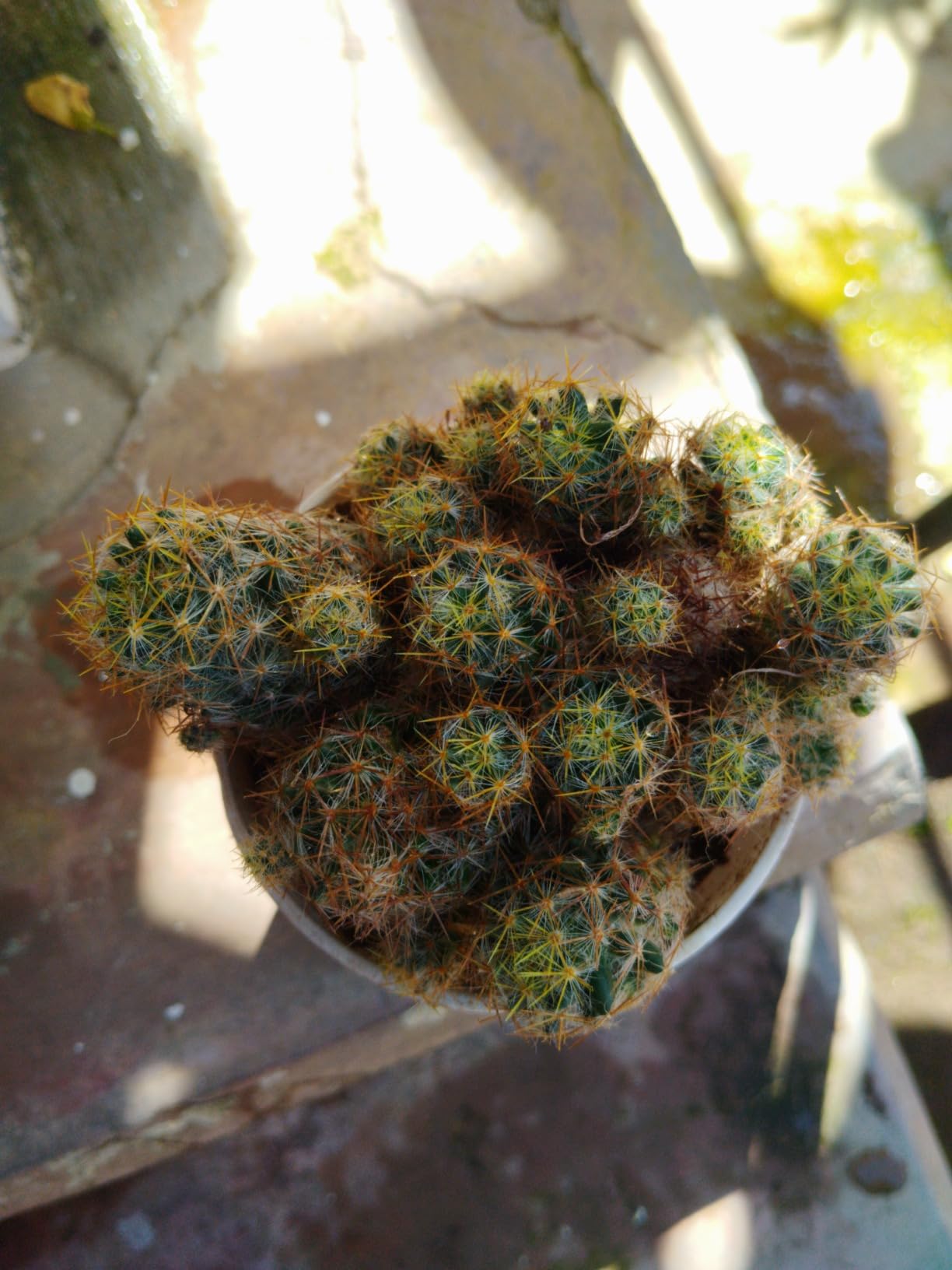 M.D. FARM AND NURSERY|live cactus- Silver Cluster Cactus, Mammillaria ...