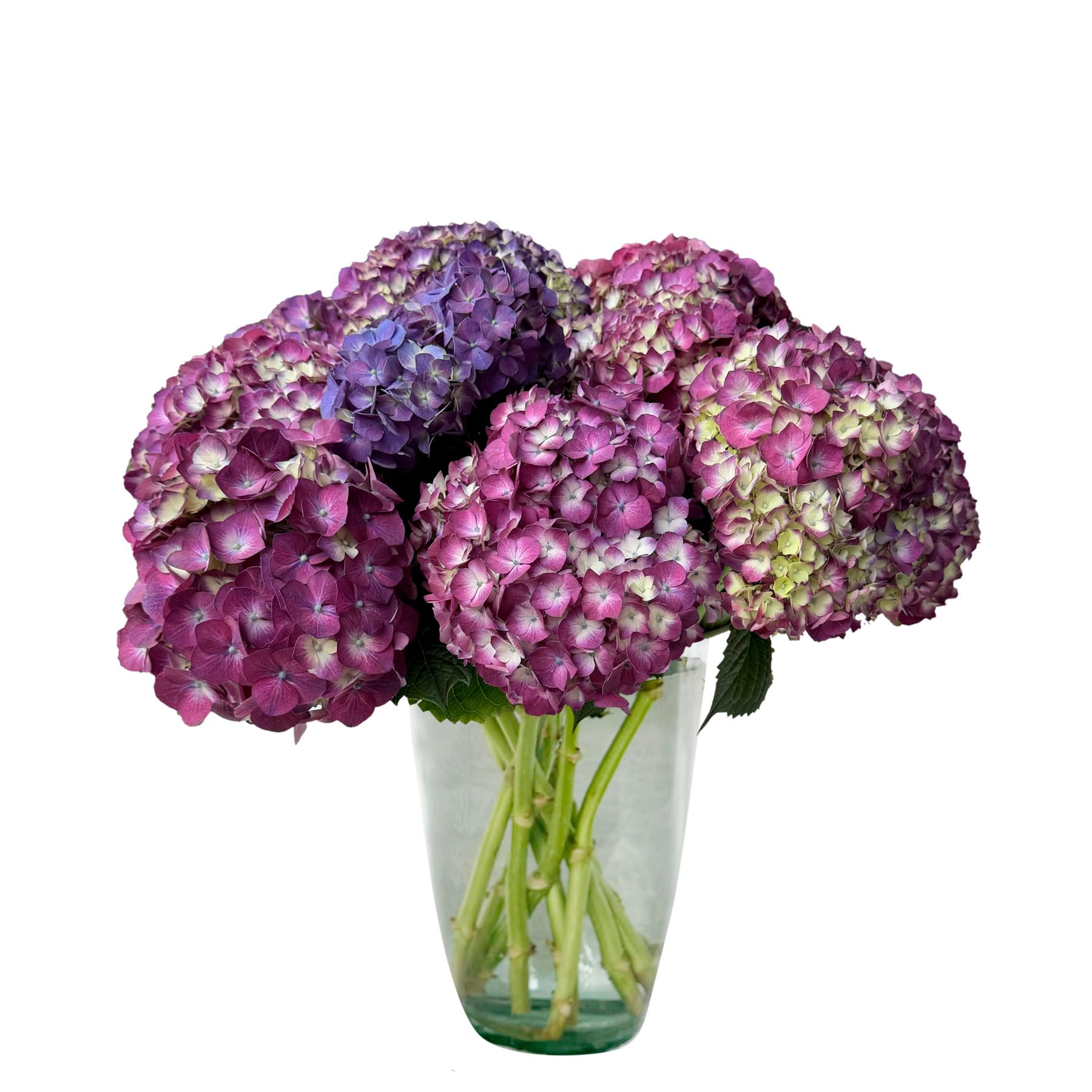 Amazon.com: Fresh Purple Hydrangeas Flowers, 10-Stem, Farm-Direct by ...