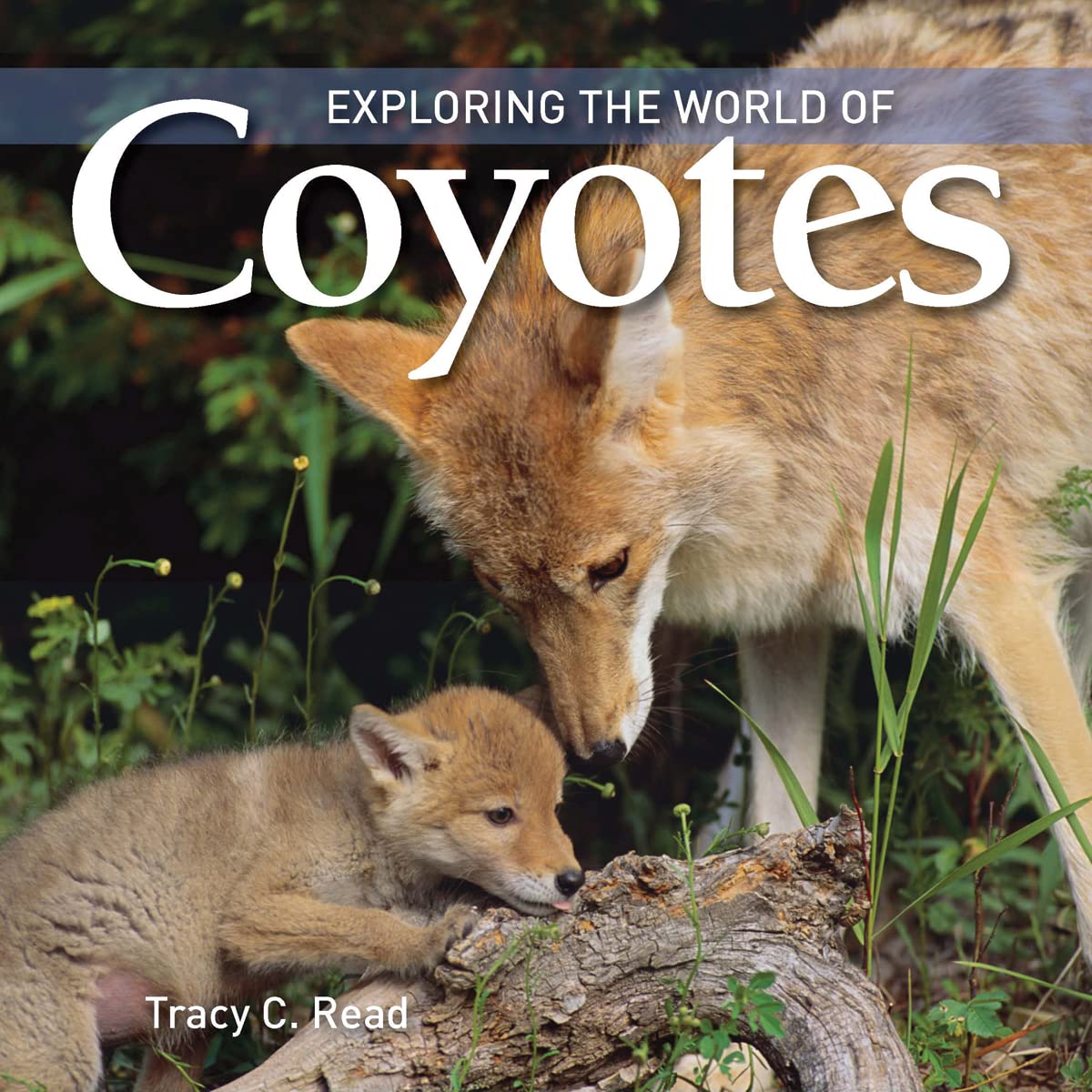 Exploring the World of Coyotes: Read, Tracy C.: 9781554077953: Amazon ...
