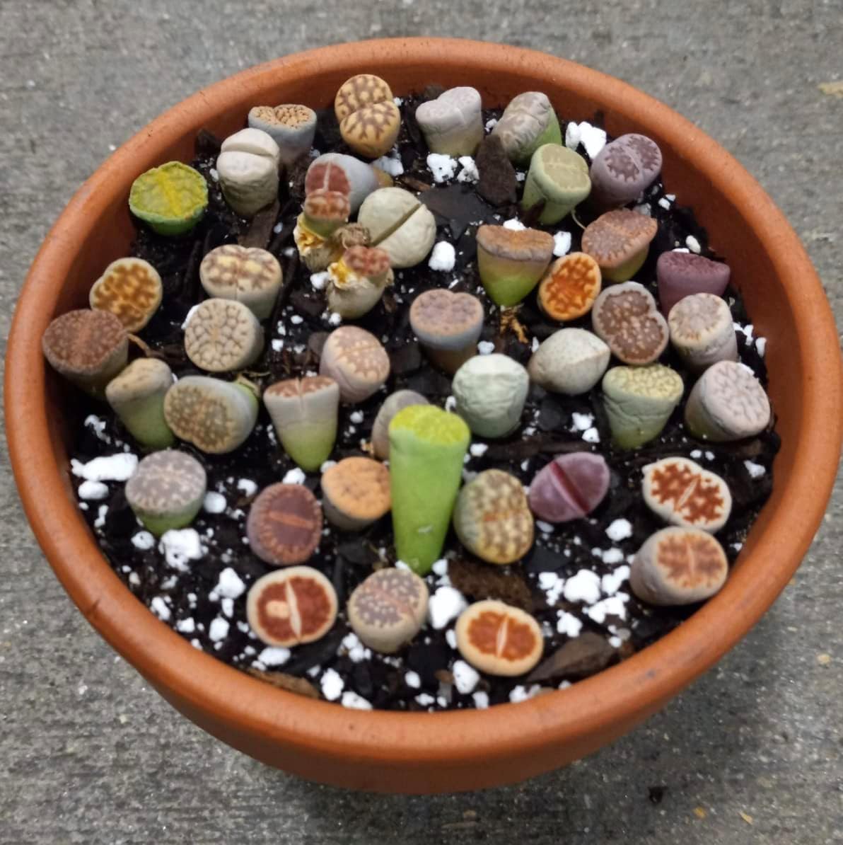 Amazon.com : Totmons Lithops Seeds Mix (Rare Bonsai Desert Cactus ...