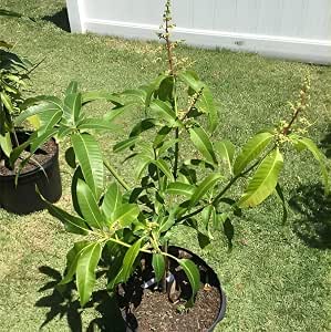 Green view® Baromasi Mango All Time Mango Tree - Grafted Baramasi Fruit ...