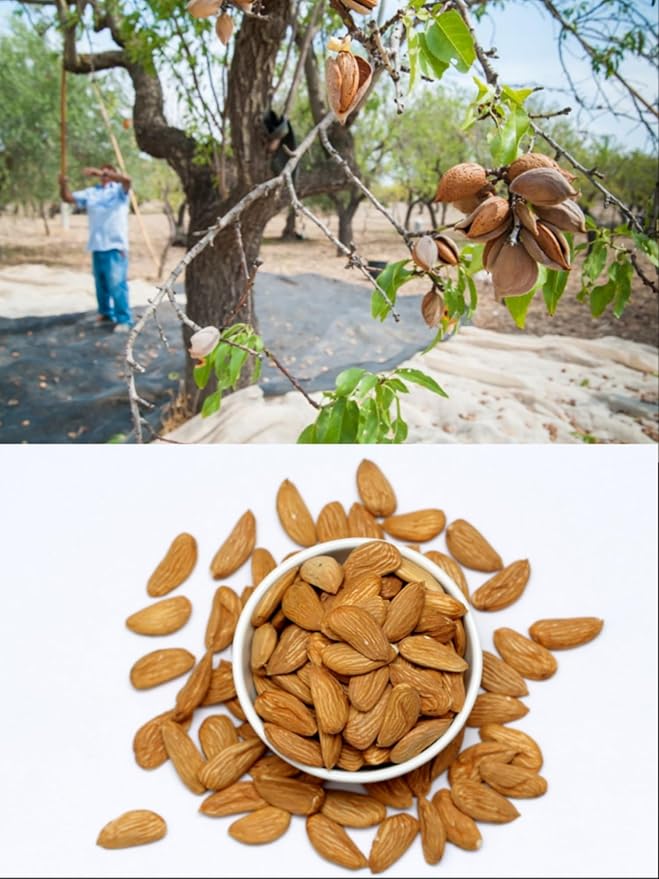 Agriward Farm Premium Mamra Almond (Badam) Plant- Pack Of 1- Live ...