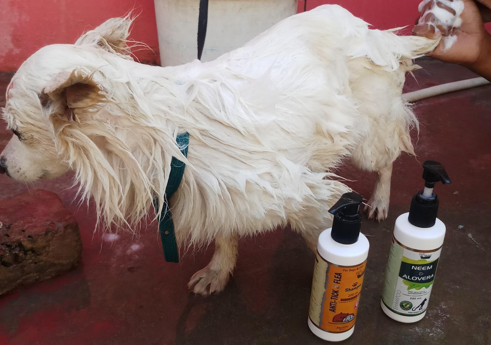 Buy Medilogy Biotech Dog Shampoo AntiTick Flea 200ml and Neem Aloe Vera ...