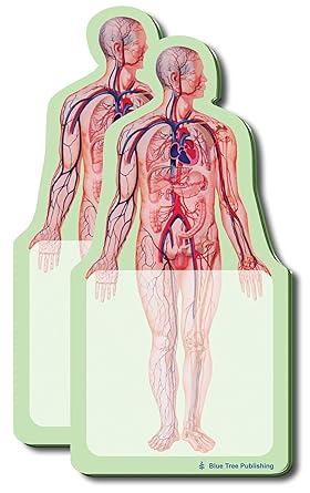 Amazon.com: Anatomy Sticky Notes (Anatomy Body) : Office Products