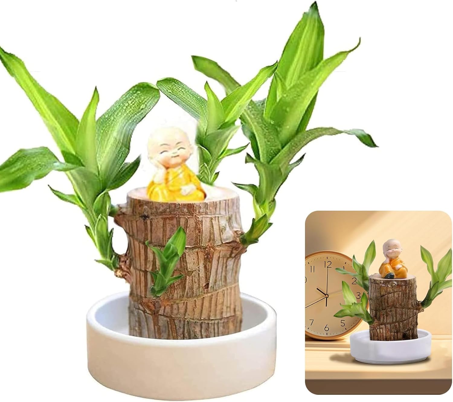 Brazilian Wood Plant, Easy Grow Lucky Wood Plant, Nepal | Ubuy