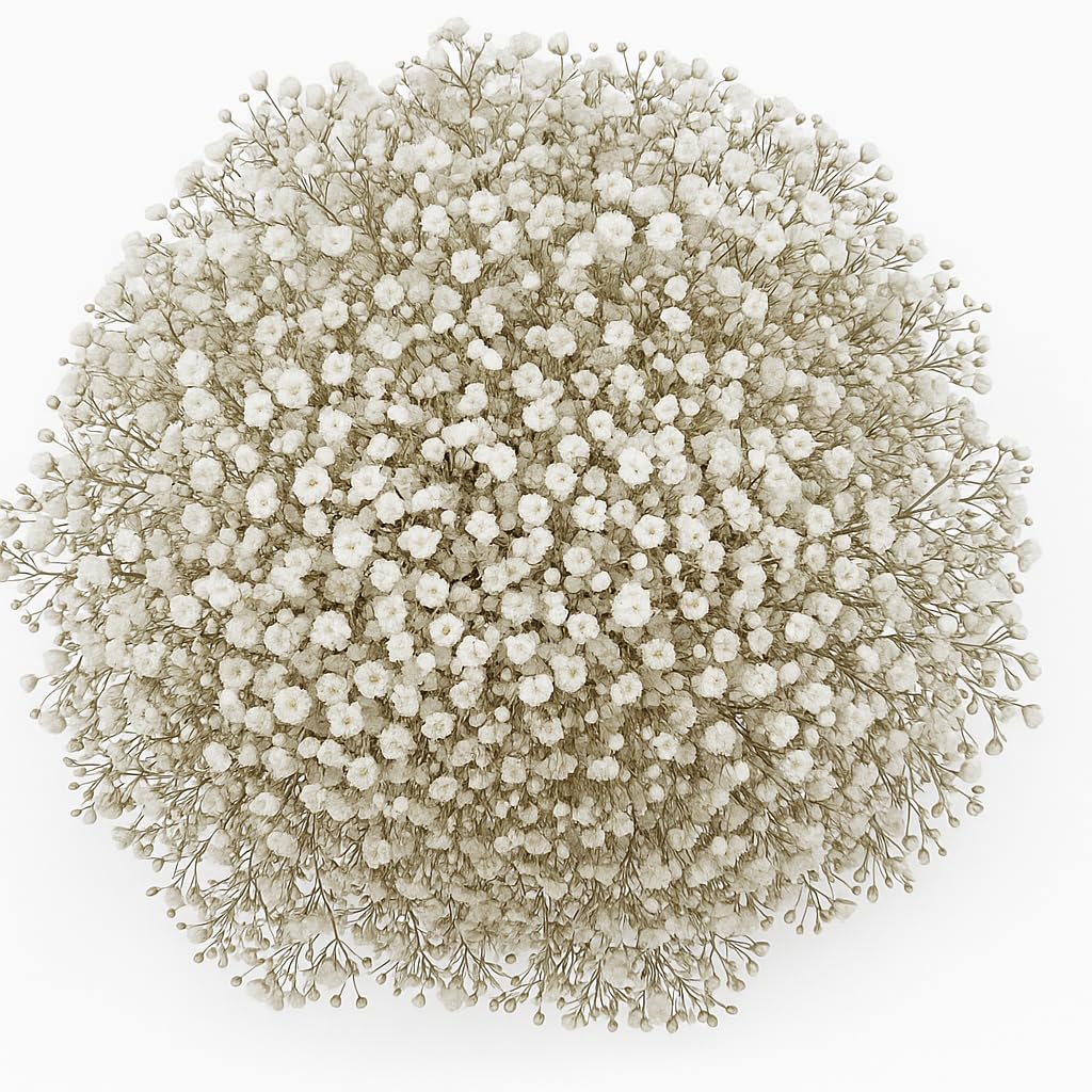 Amazon.com : GlobalRose 30 Stems of Fresh Cut Gypso Perfecta Fillers ...