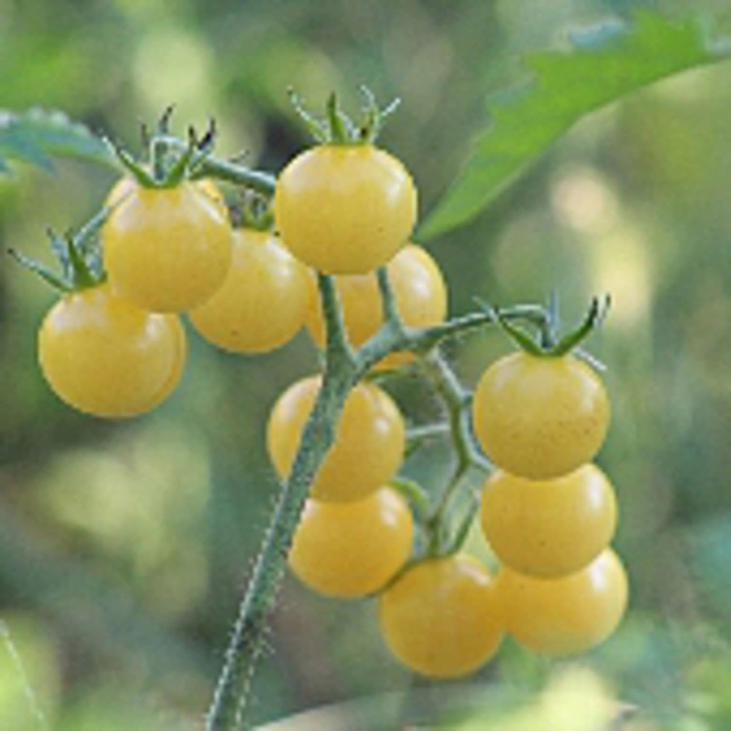 Amazon.com : Coyote Tomato Seeds (20+ Seeds) | Non GMO | Vegetable ...