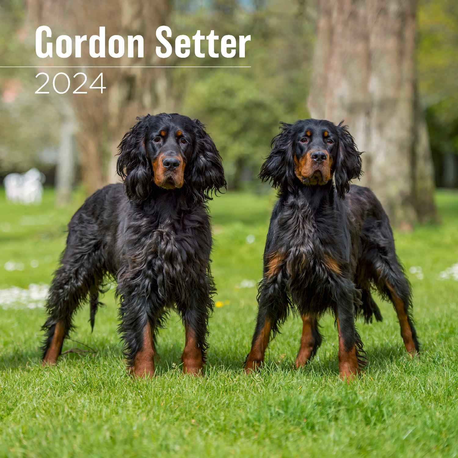 Amazon.com: MegaCalendars - Gordon Setter - B0C5B8H8GJ: 0655255012362 ...