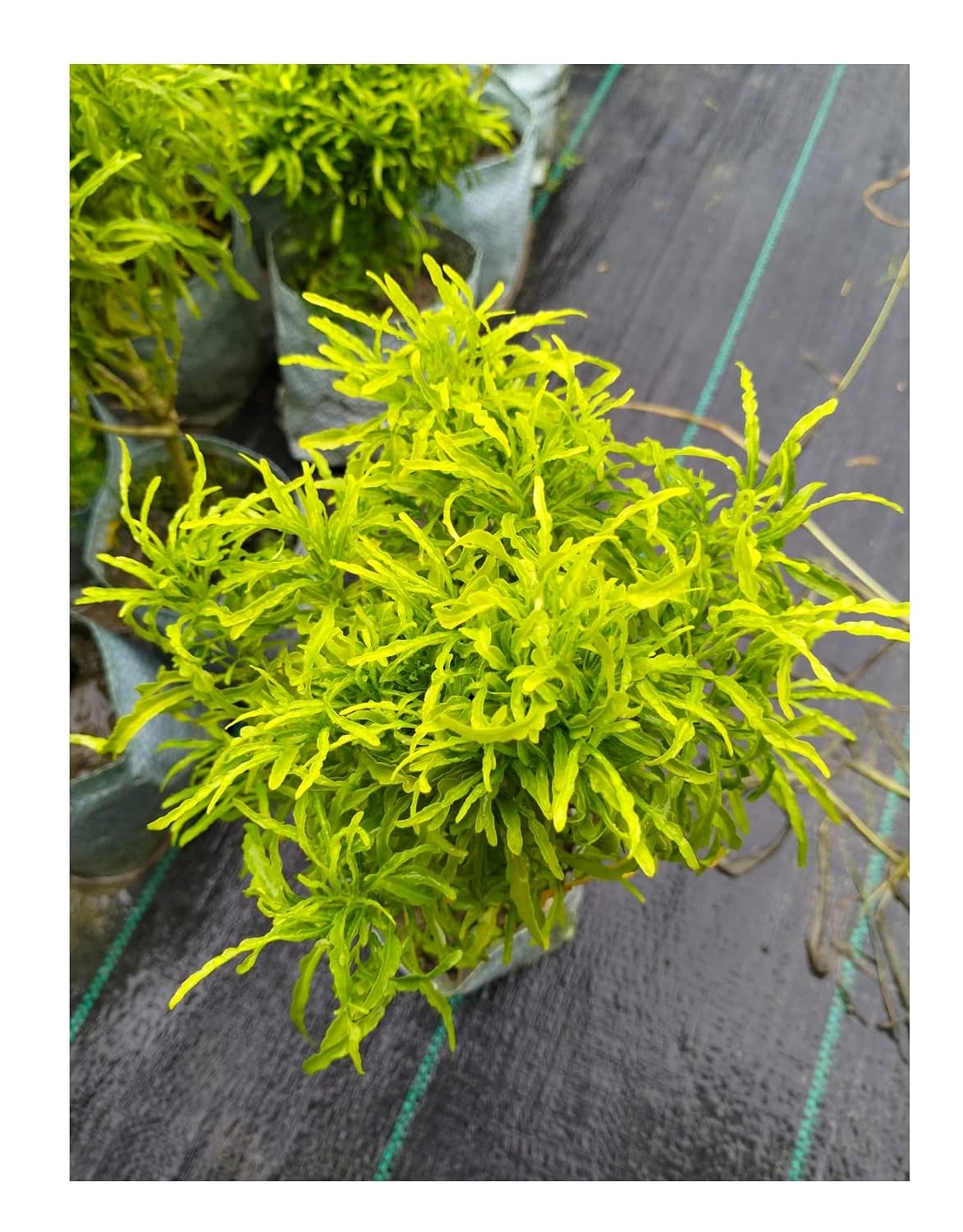 Elite Green Dwarf Rare Live Plant ' Ball Aralia, Aralia Bush ' Green ...