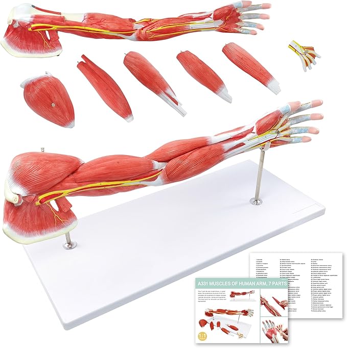 Amazon.com: NEW HORIZON Human Arm Anatomical Muscle Model Anatomy Arm ...