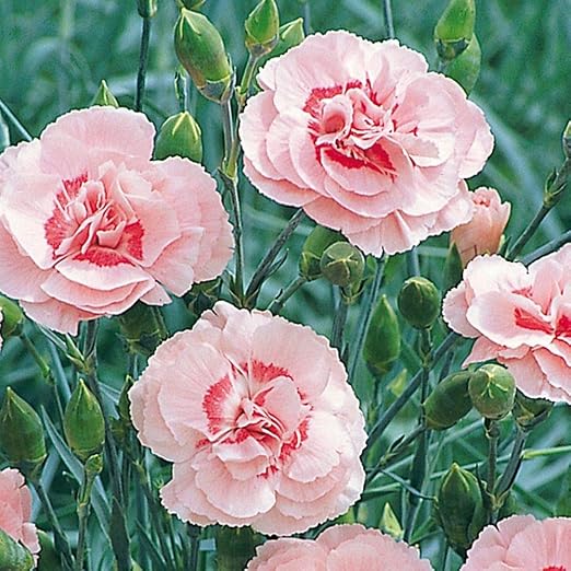 Pack X6 Dianthus 'Doris Pinks' Perennial Garden Plug Plants : Amazon.co ...