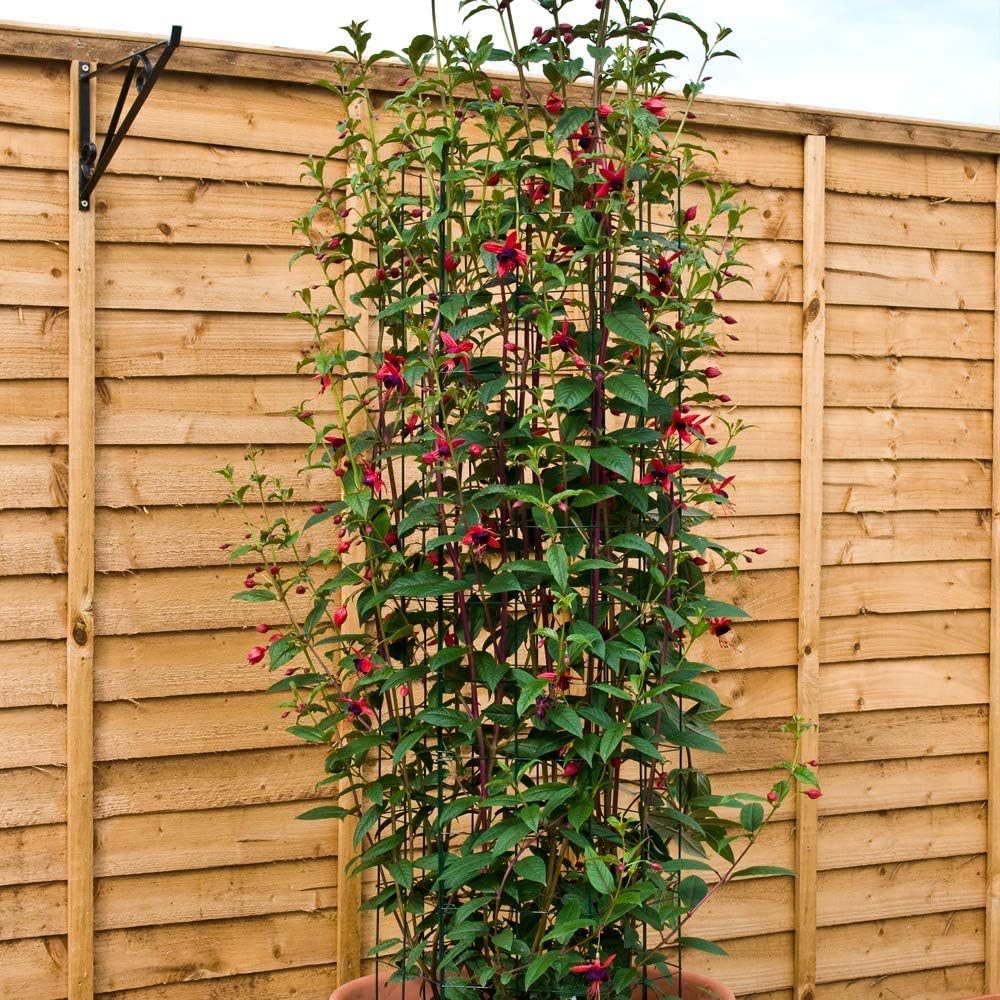 Wall Fence Training, Red Stems, Climbing Fuchsia Hardy ‘Lady Boothby ...