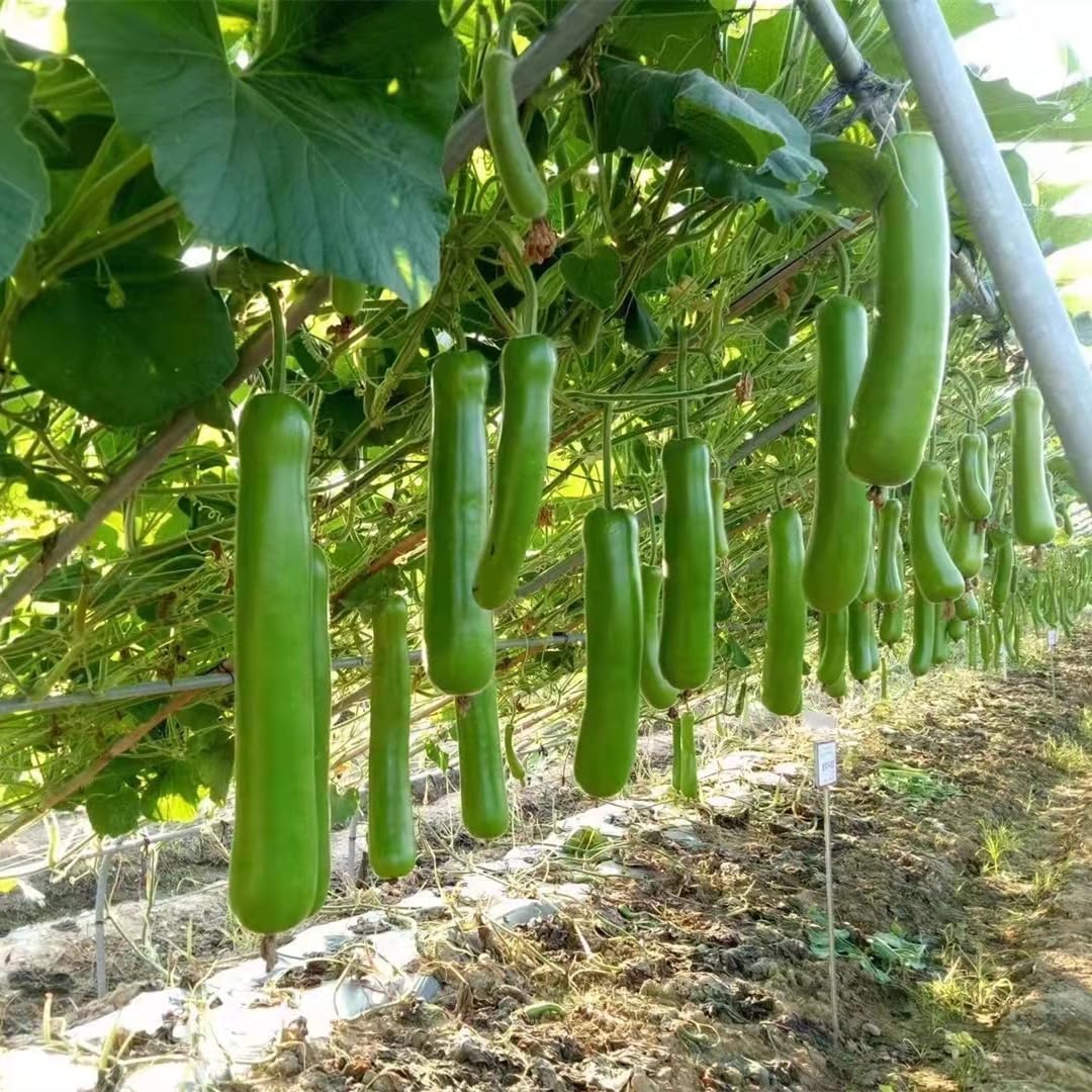 Edible Long Bottle Gourd Seeds – 10 Seeds | Asian Indian Opo Squash ...