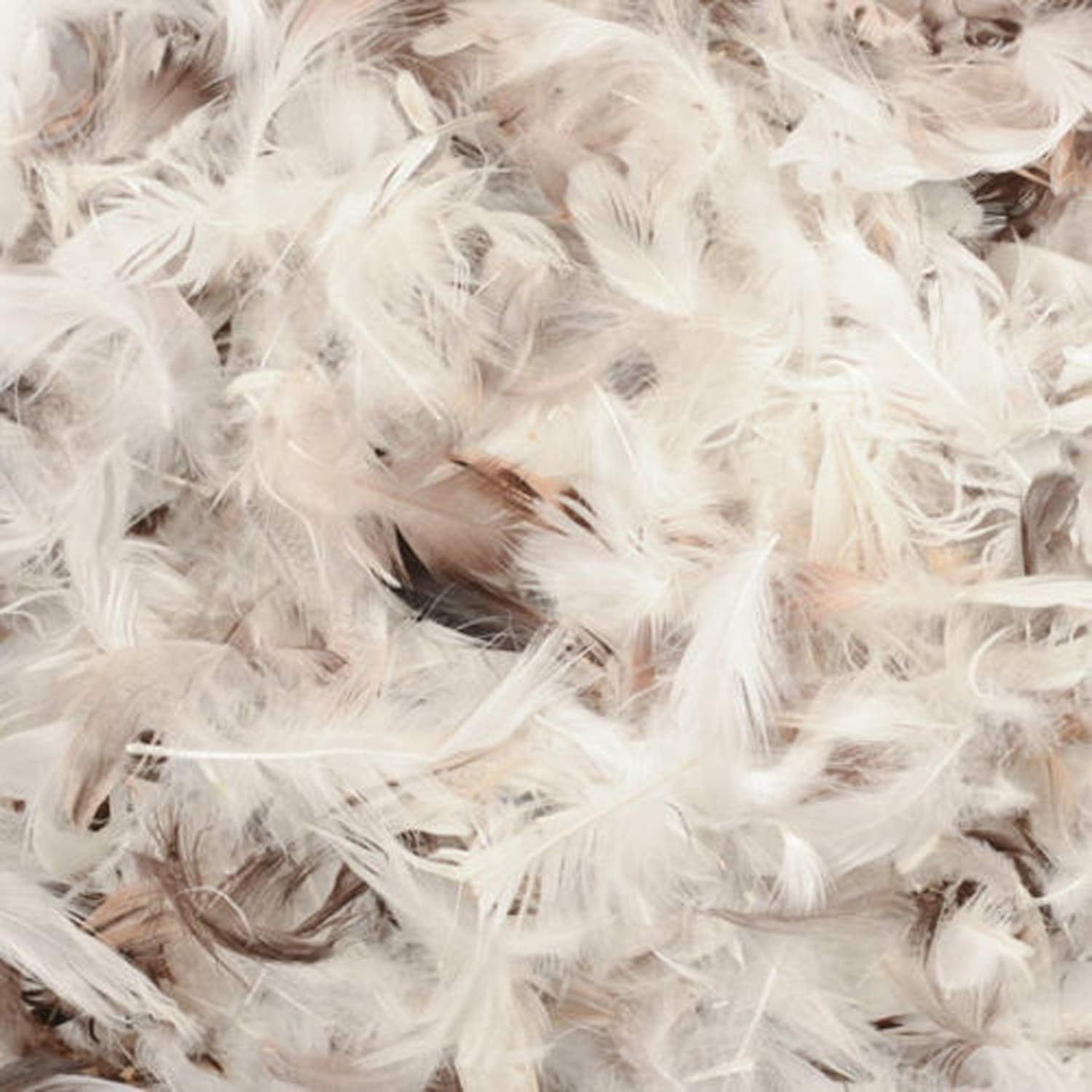 HOMESCAPES Feather Stuffing or Filling for Cushions Pillows and Toys ...
