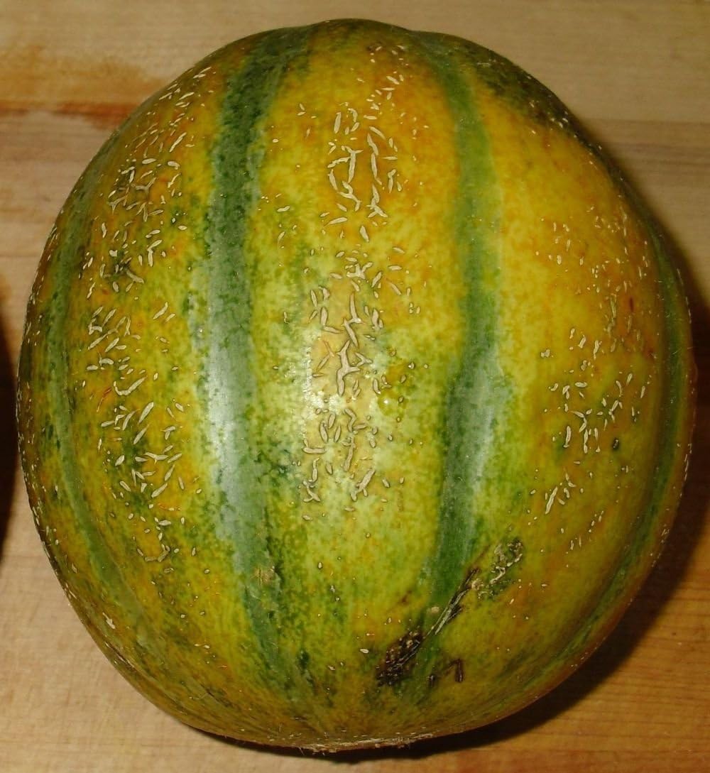 Ancrage (Ha'Ogen) Melon 25 graines - vert israélien Heirloom Garden ...